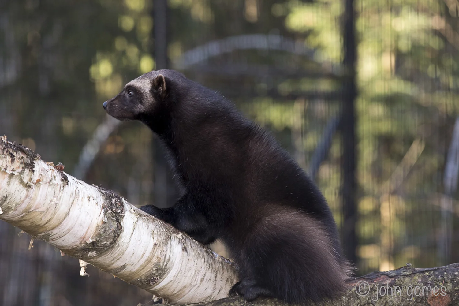 Animal Information Pages — The Alaska Zoo