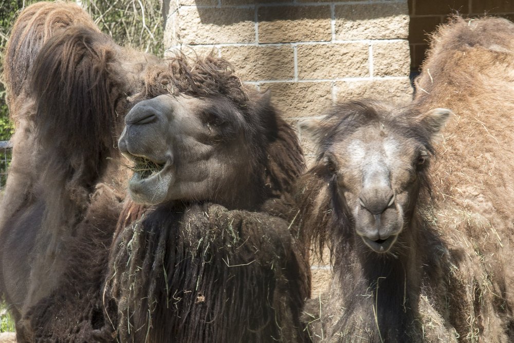 Animal Information Pages — The Alaska Zoo