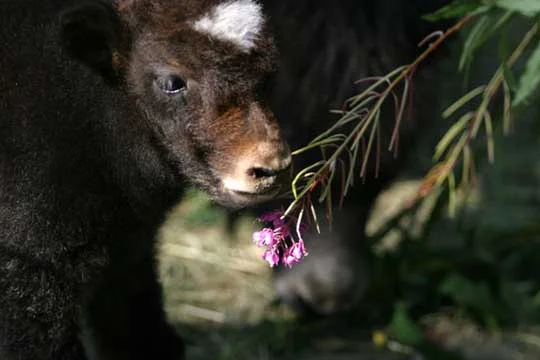 Animal Information Pages — The Alaska Zoo