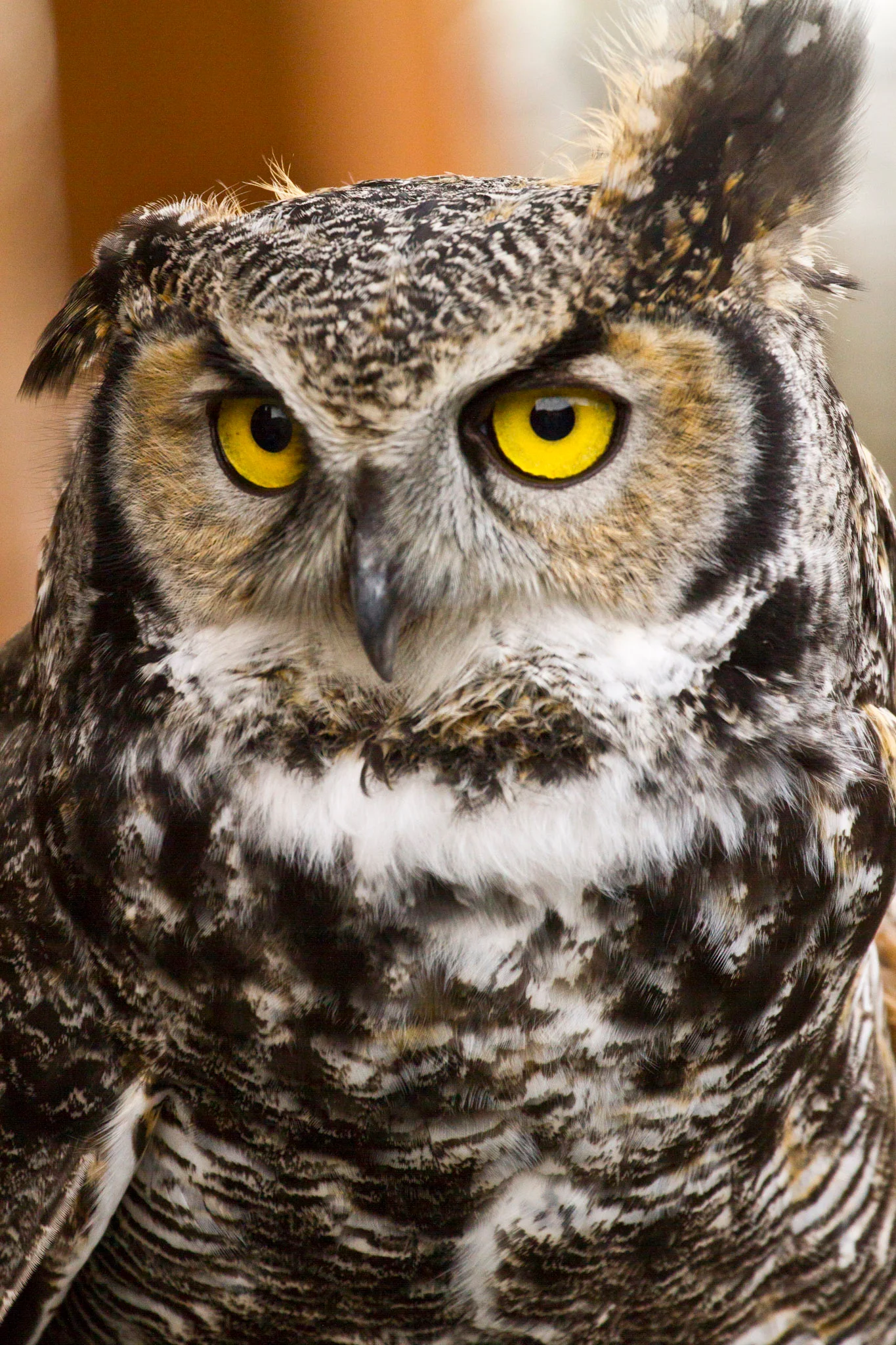 Animal Information Pages — The Alaska Zoo