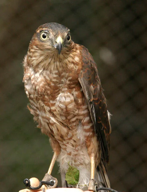 Red-tailed hawk, sharp-shinned hawk — The Alaska Zoo