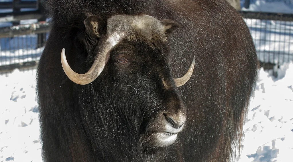 Muskox — The Alaska Zoo