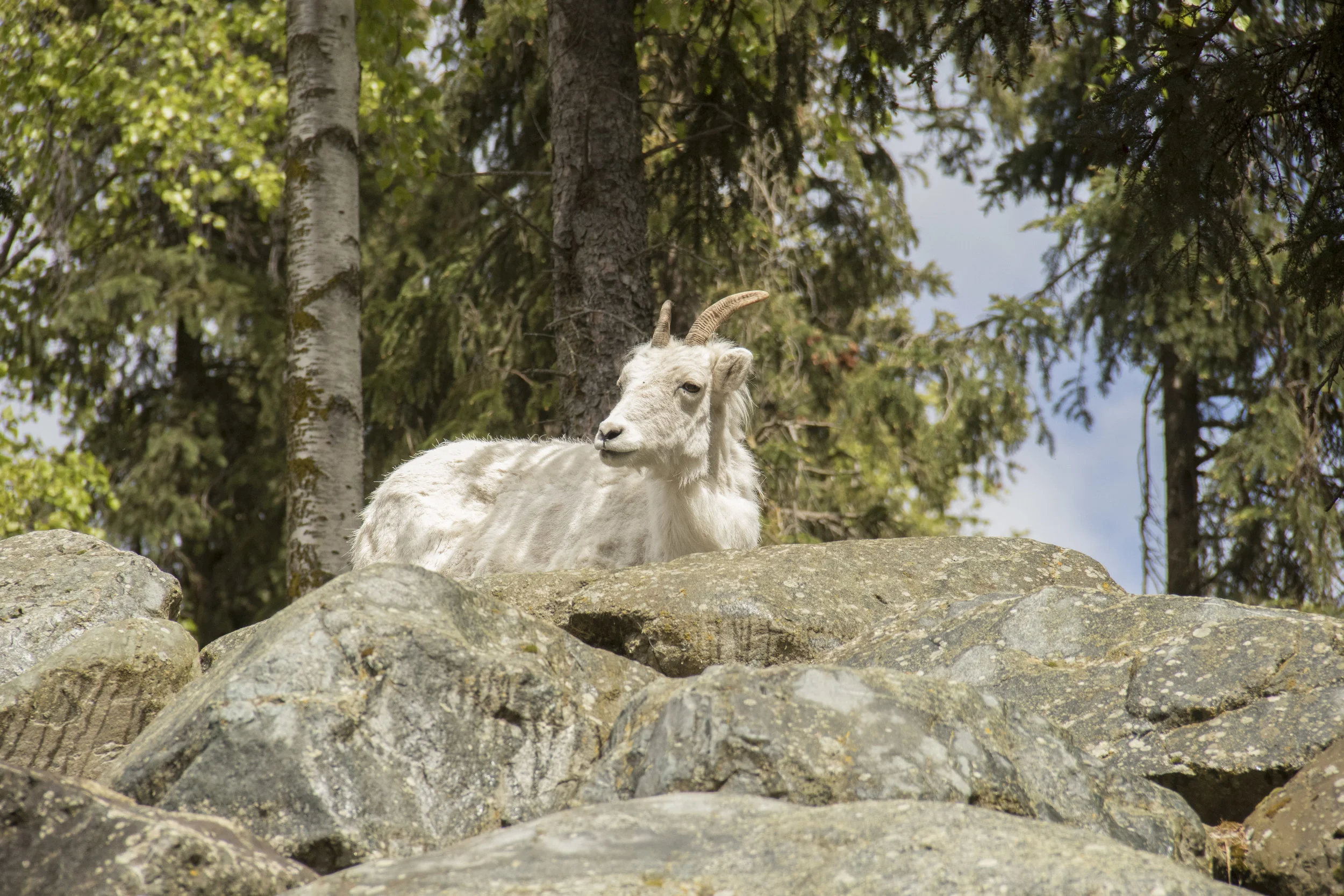 Dall sheep, mountain goat — The Alaska Zoo