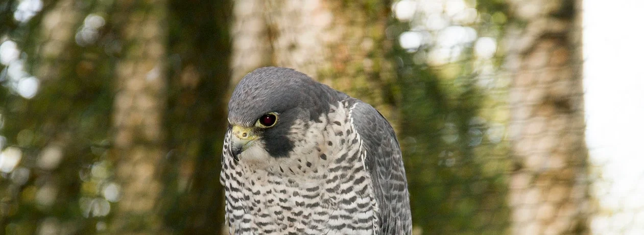 Peregrine falcon — The Alaska Zoo