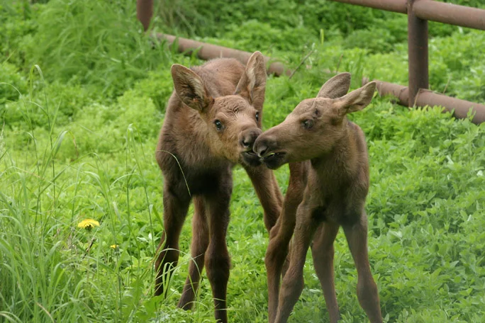 Our Mission and History — The Alaska Zoo