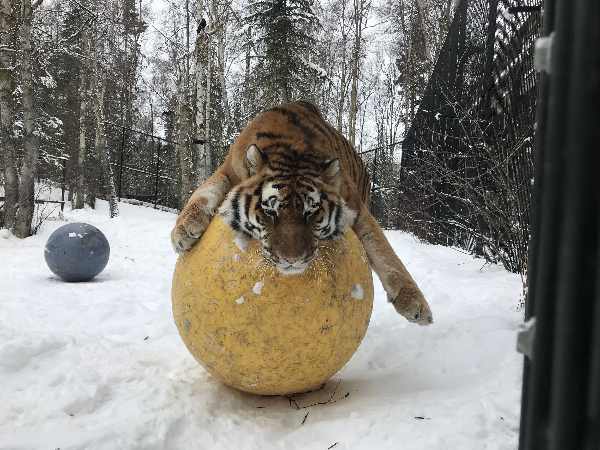 Enrichment — The Alaska Zoo