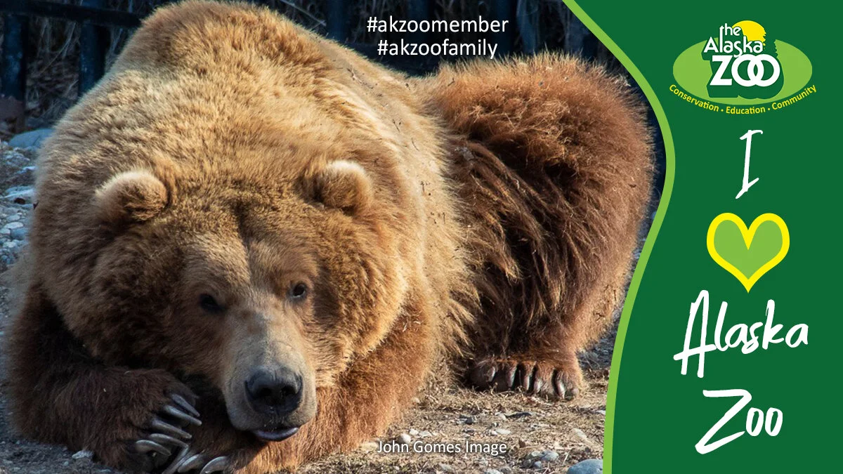 Members Only — The Alaska Zoo
