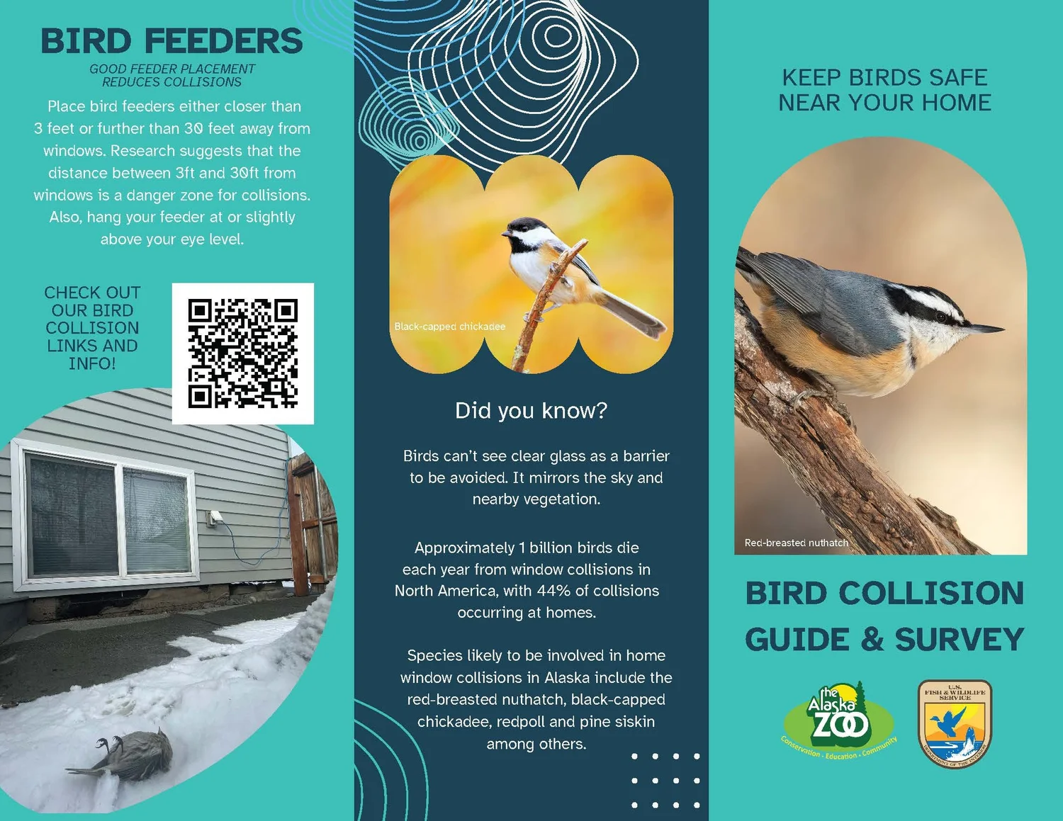 Bird Collisions: Ways to Protect Birds — The Alaska Zoo