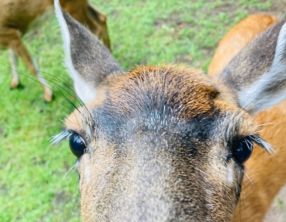 Animal Directory — The Alaska Zoo