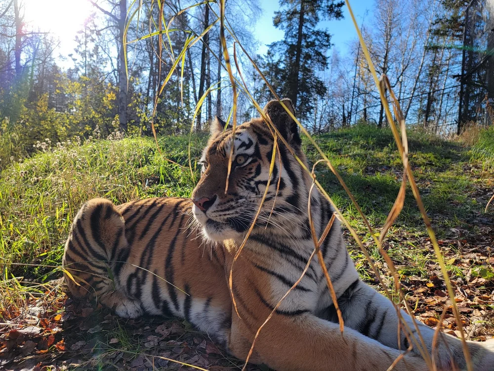 Animal Directory — The Alaska Zoo