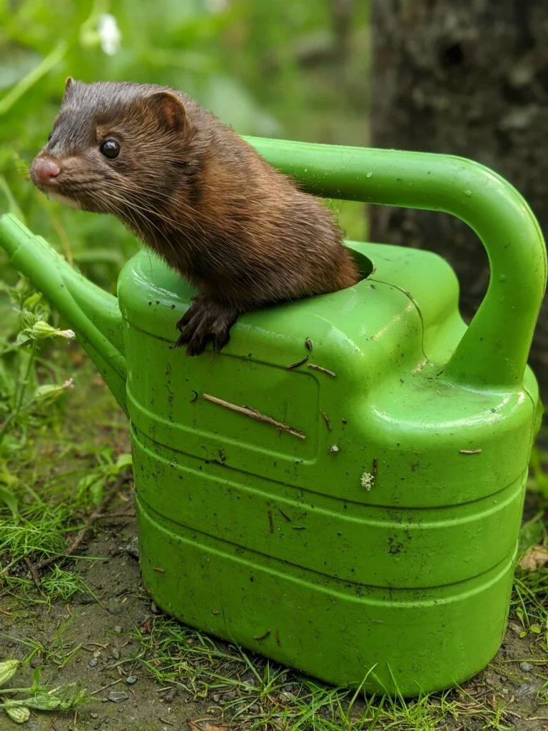 Animal Directory — The Alaska Zoo