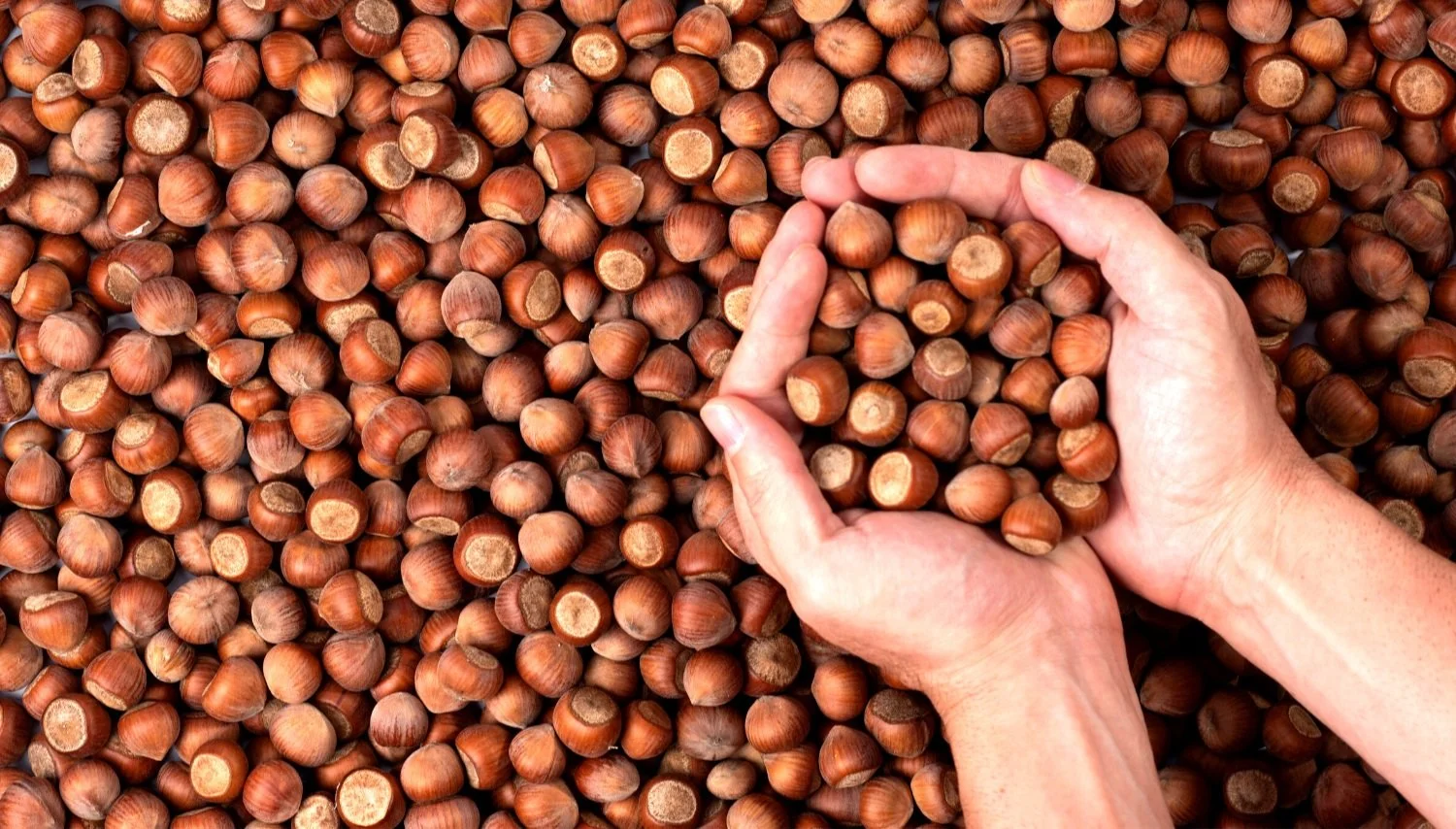 LA NOCCIOLA PIEMONTE I.G.P. DELL’AZIENDA AGRICOLA TARABALE — Azienda ...