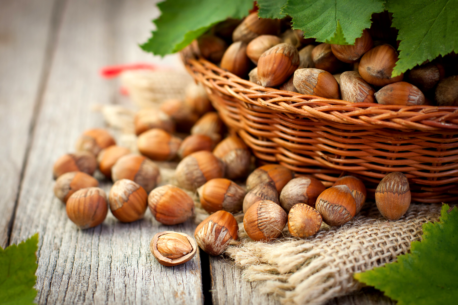FINE ESTATE: INIZIAMO LA RACCOLTA DELLE NOSTRE NOCCIOLE PIEMONTE IGP ...