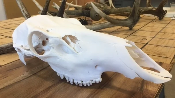 Elk Skull Images