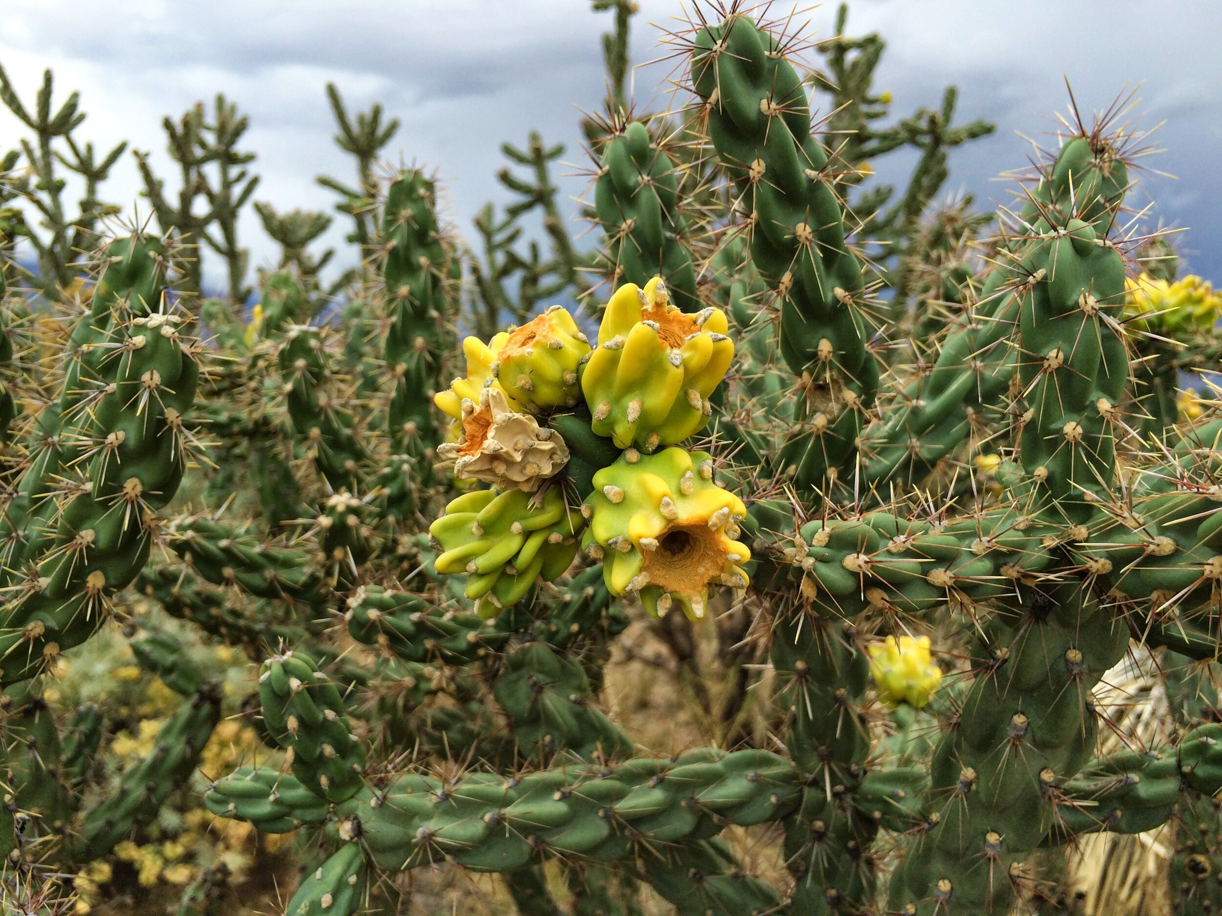 Archive of strange and unusual food plants — Pull Up Your Plants!