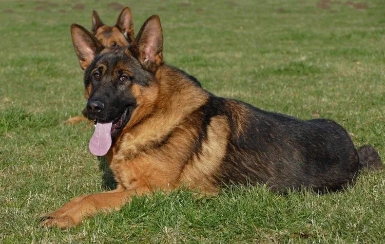 Thea — Briar Patch Ranch for Kids