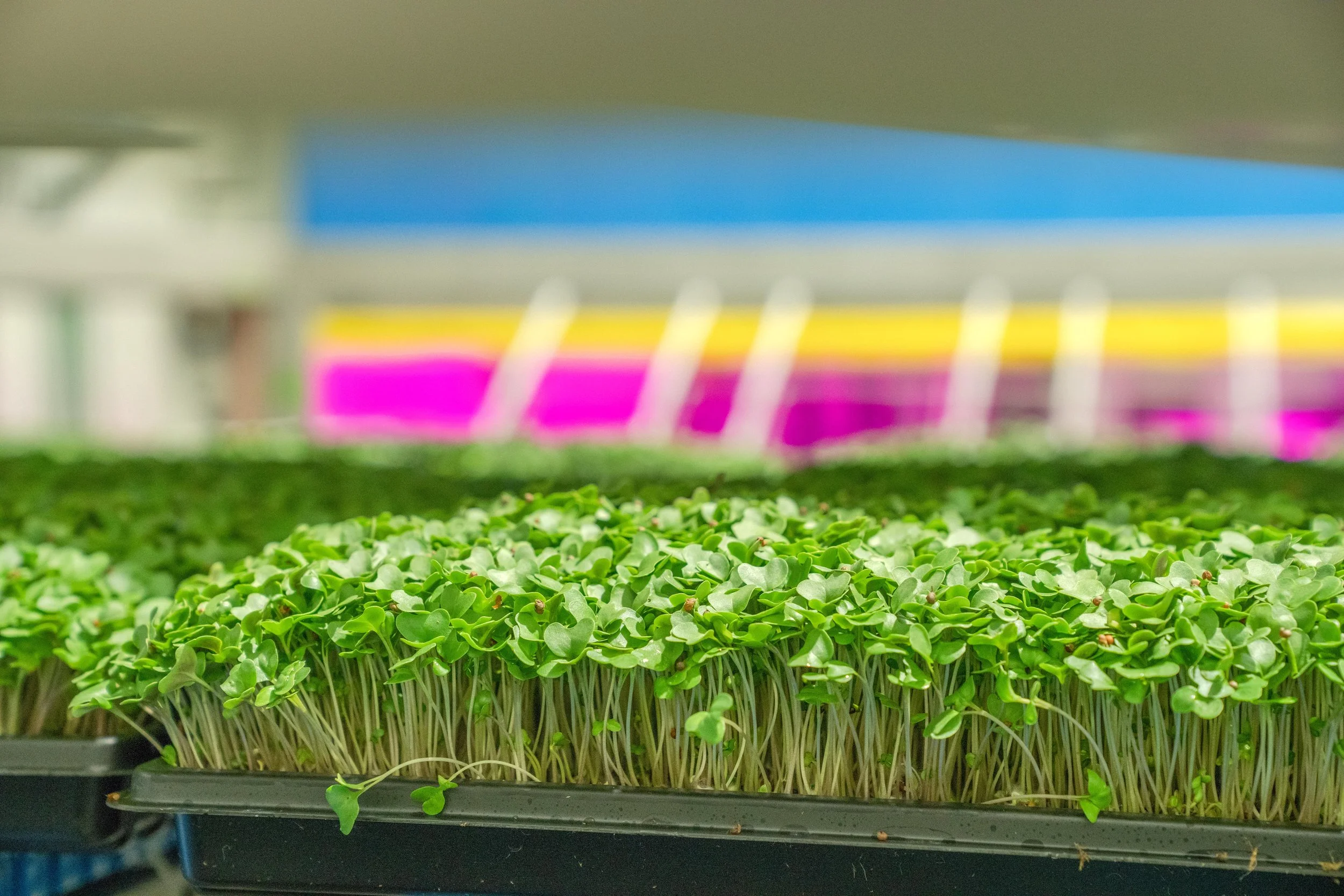 Careers — GoodLeaf Farms
