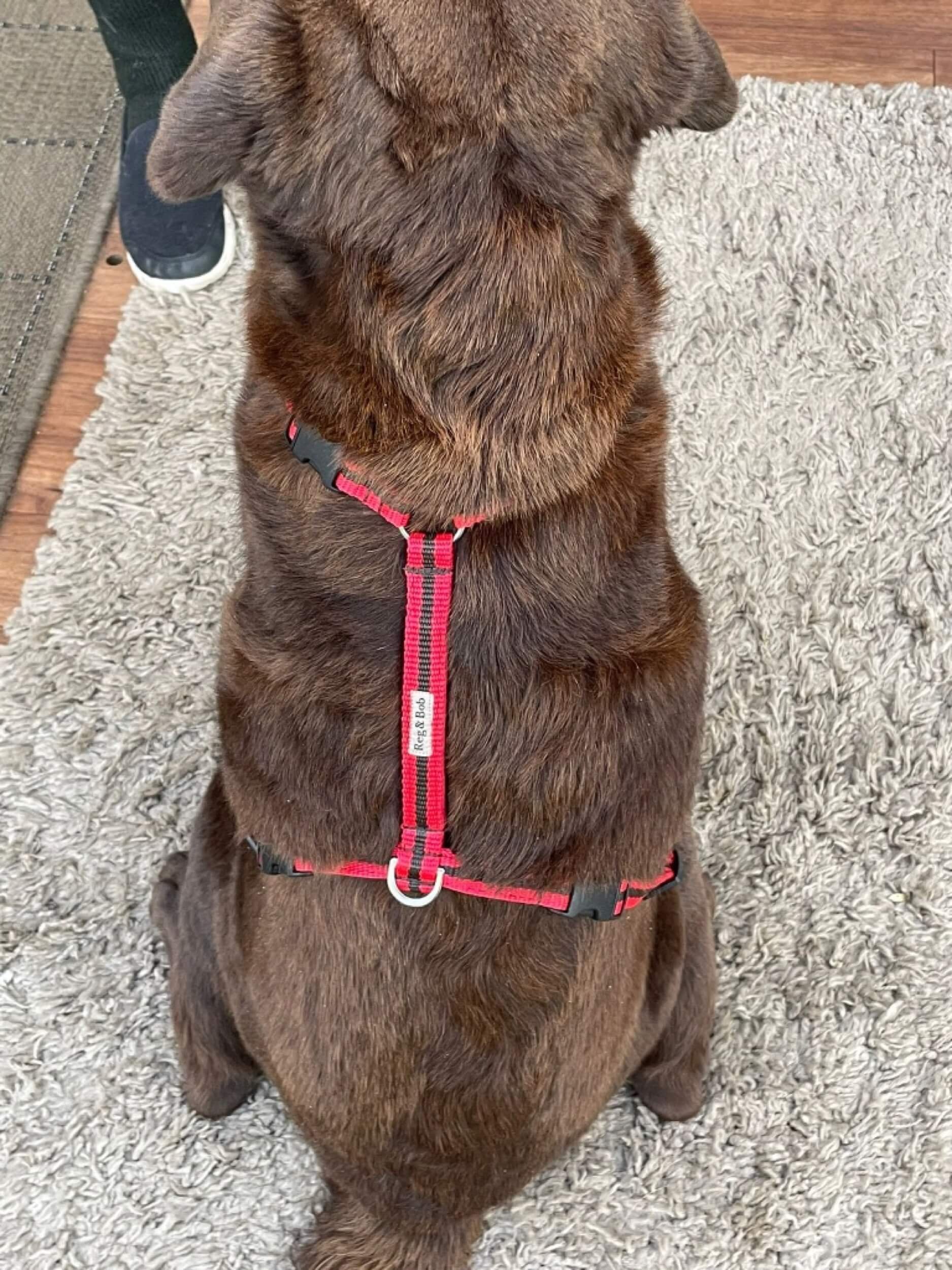 lightweight and easy to wear expert designed dog harness — Reg&Bob