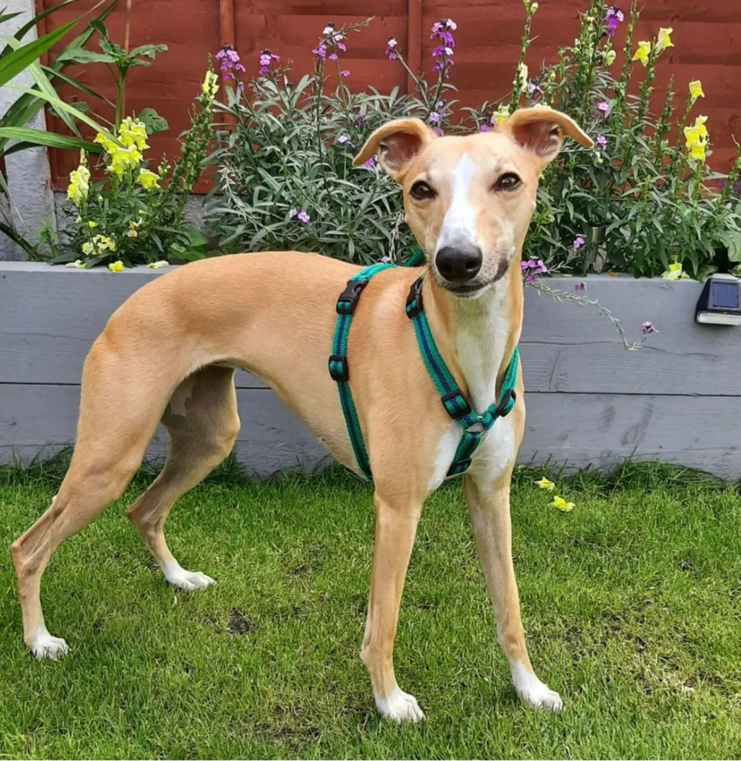 Y shaped dog harness — Reg&Bob