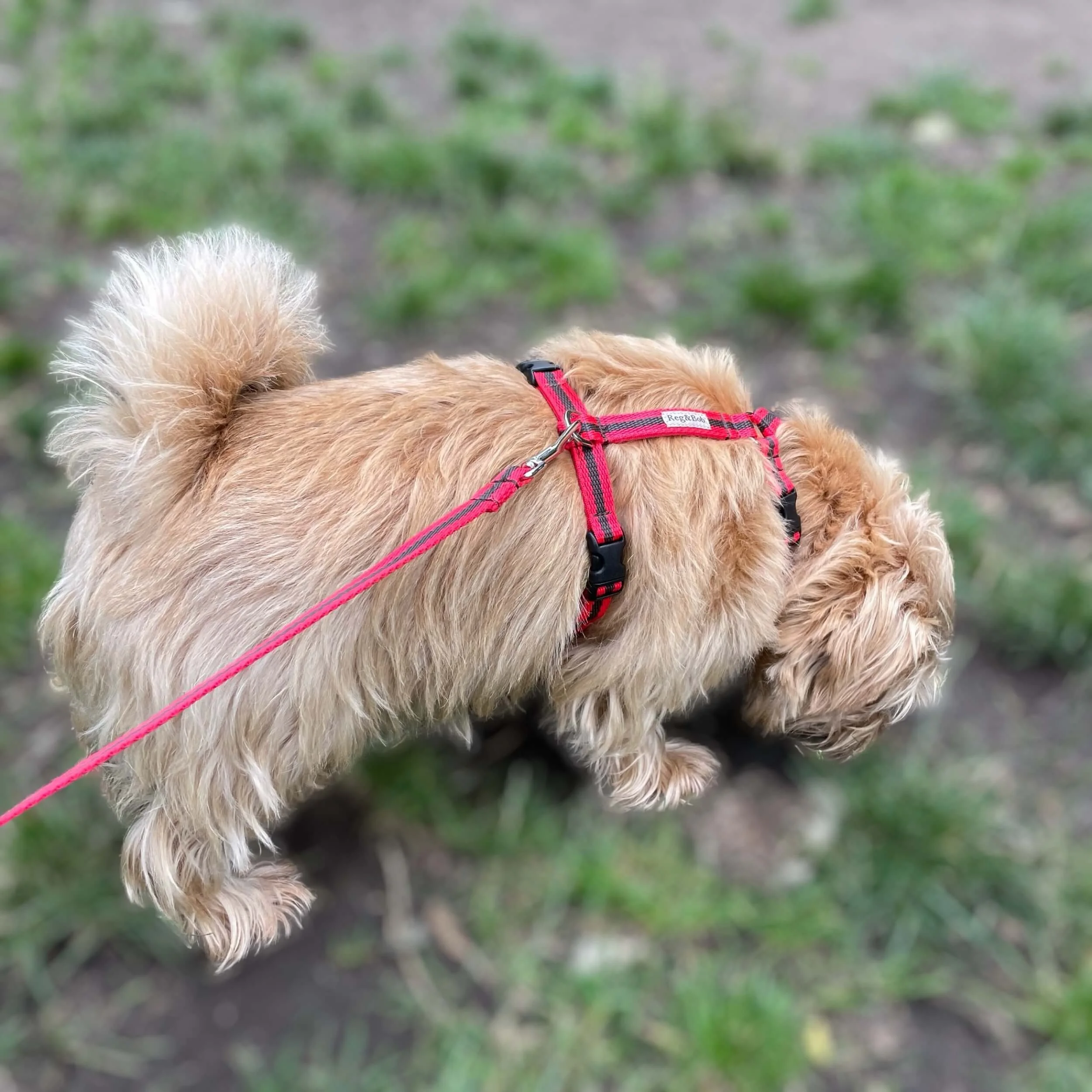 Y shaped dog harness — Reg&Bob