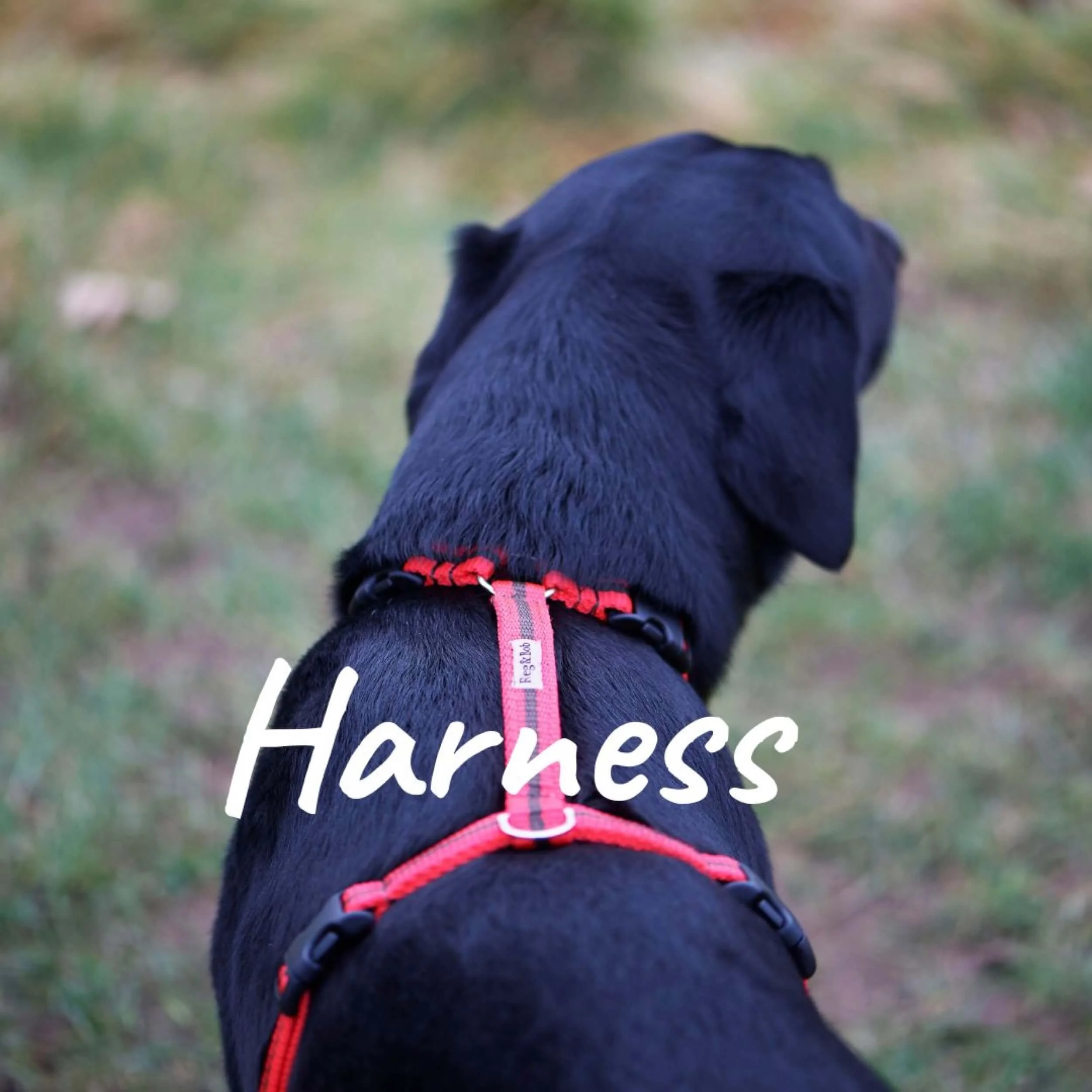 Stylish Dog Accessories