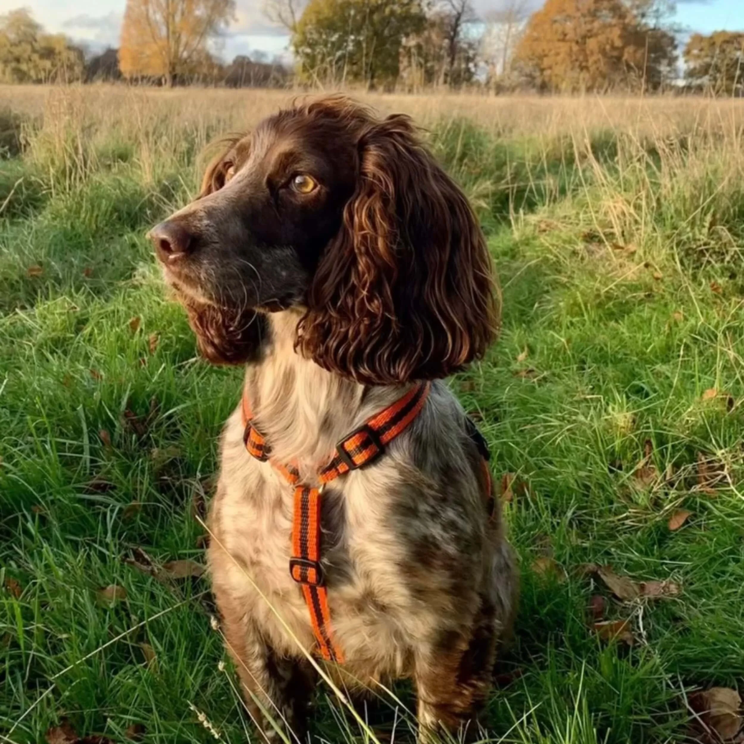 Y shaped dog harness — Reg&Bob