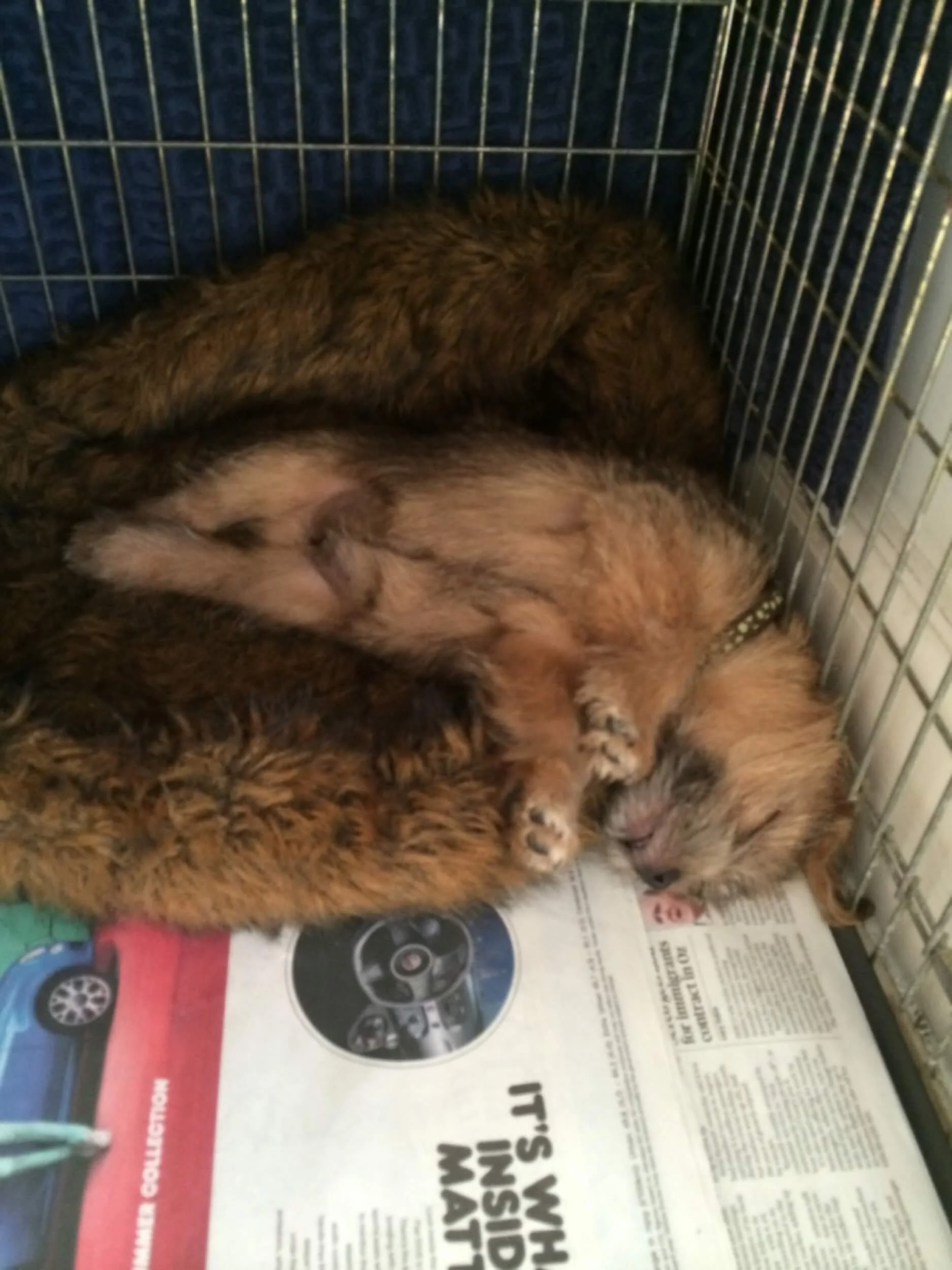 What to buy for your new puppy — Reg&Bob