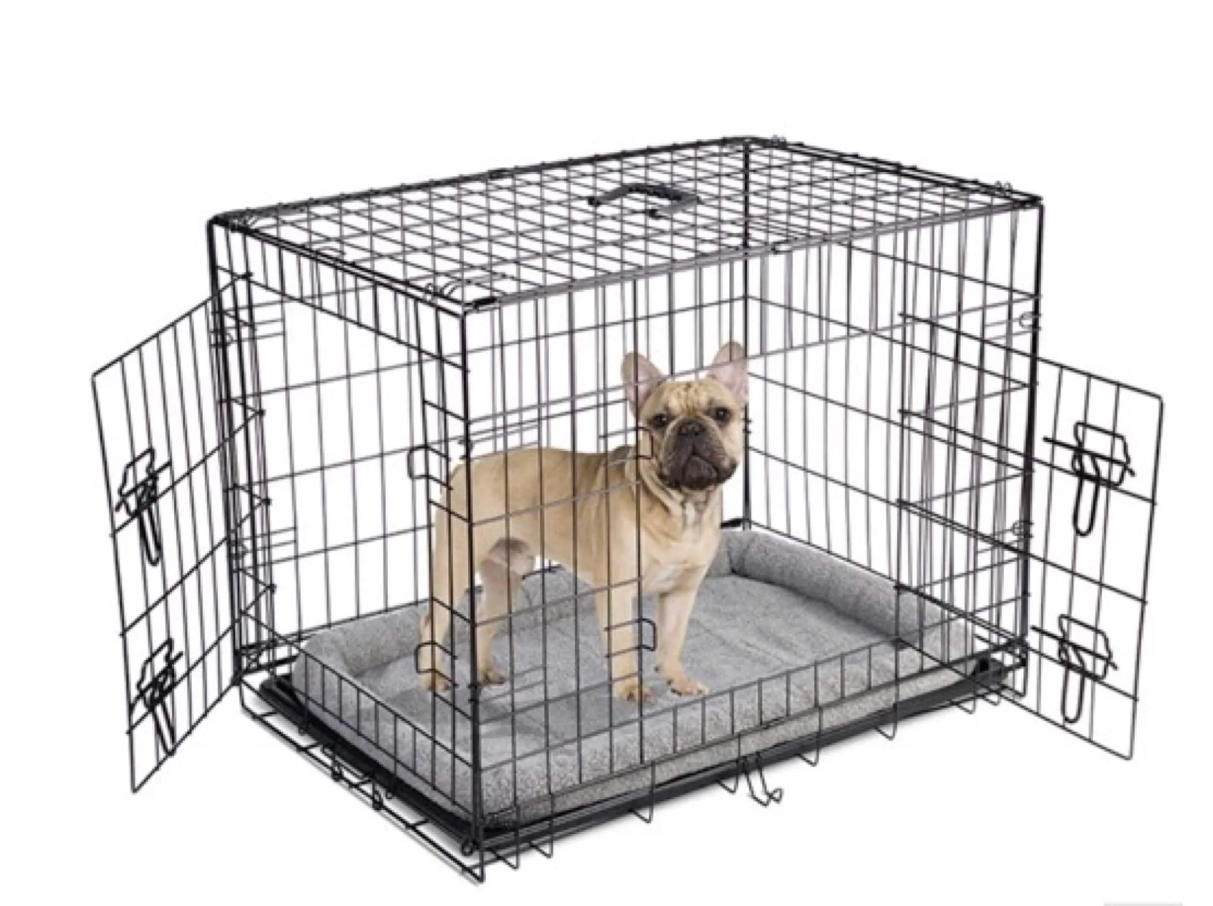 What to buy for your new puppy — Reg&Bob