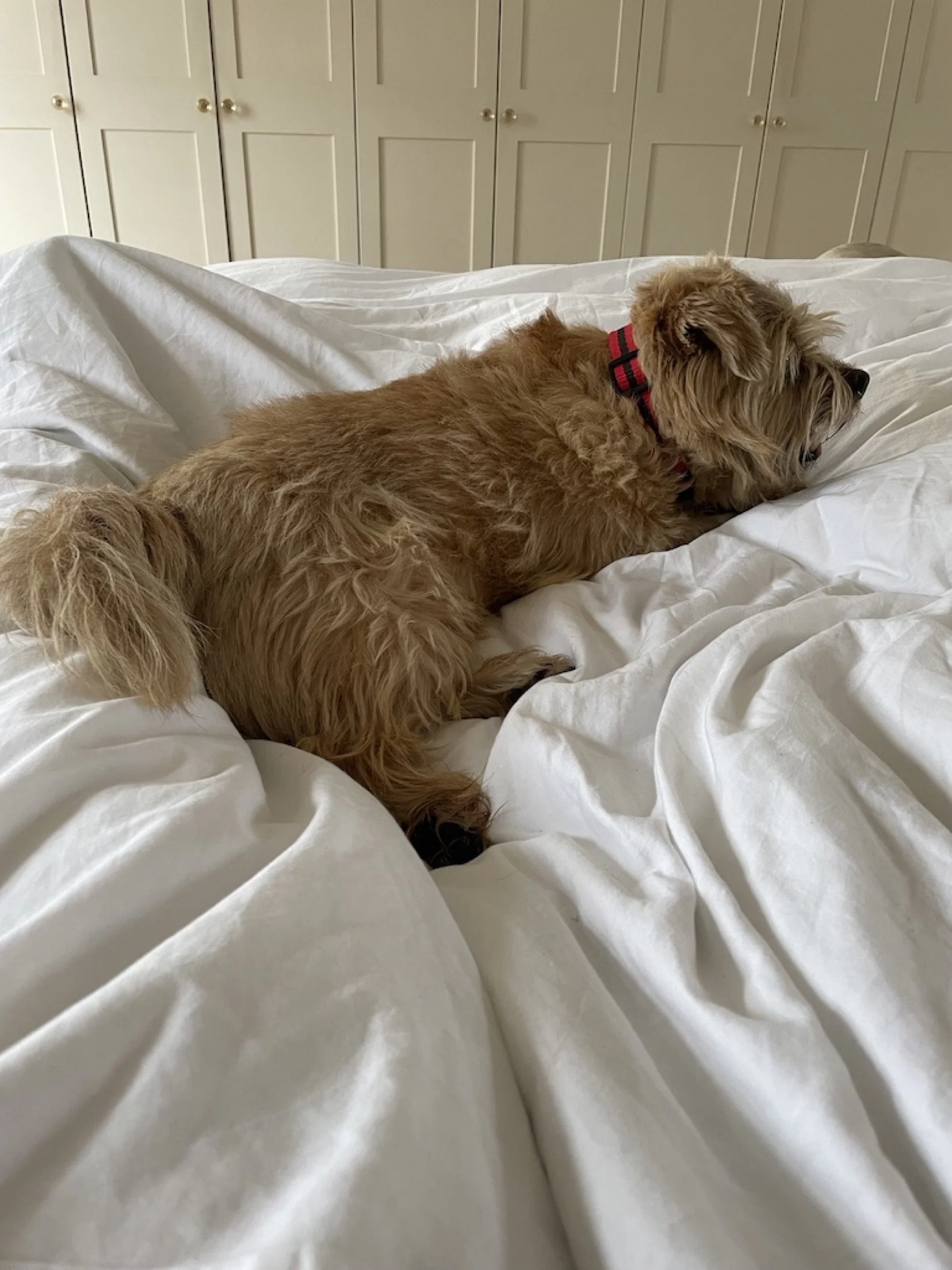 How I stopped Reg’s frustrating nighttime barking —before our lovely ...