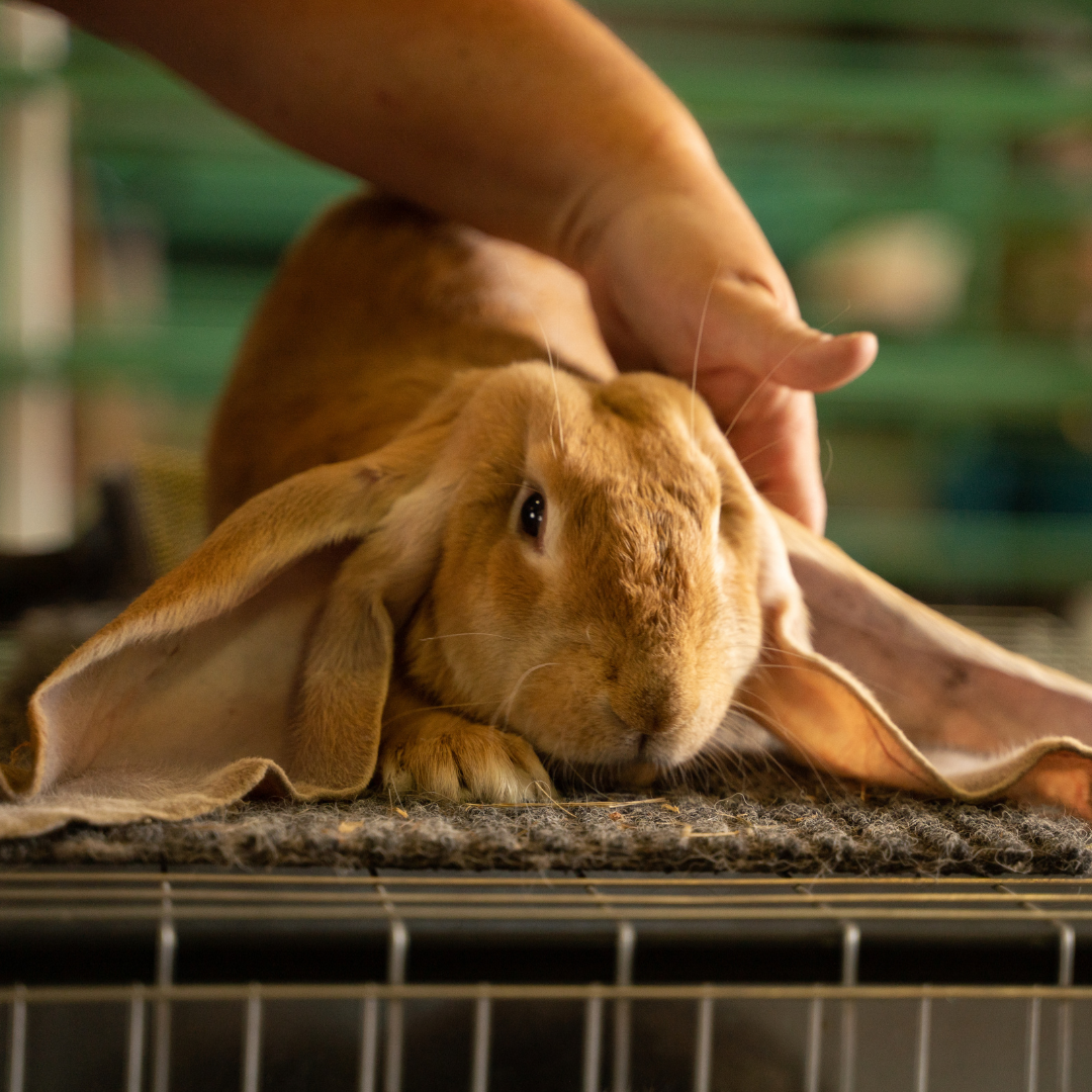 Department: 108-Rabbits | Open — Missoula Fairgrounds