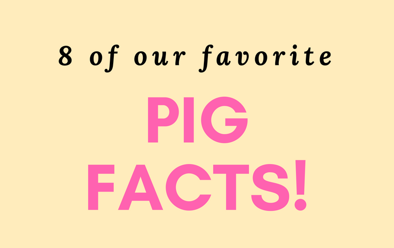 8 fun facts about pigs — Stone Pier Press