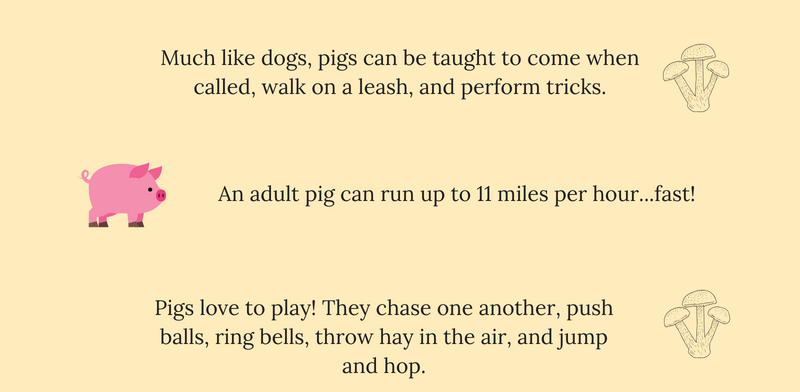 8 fun facts about pigs — Stone Pier Press