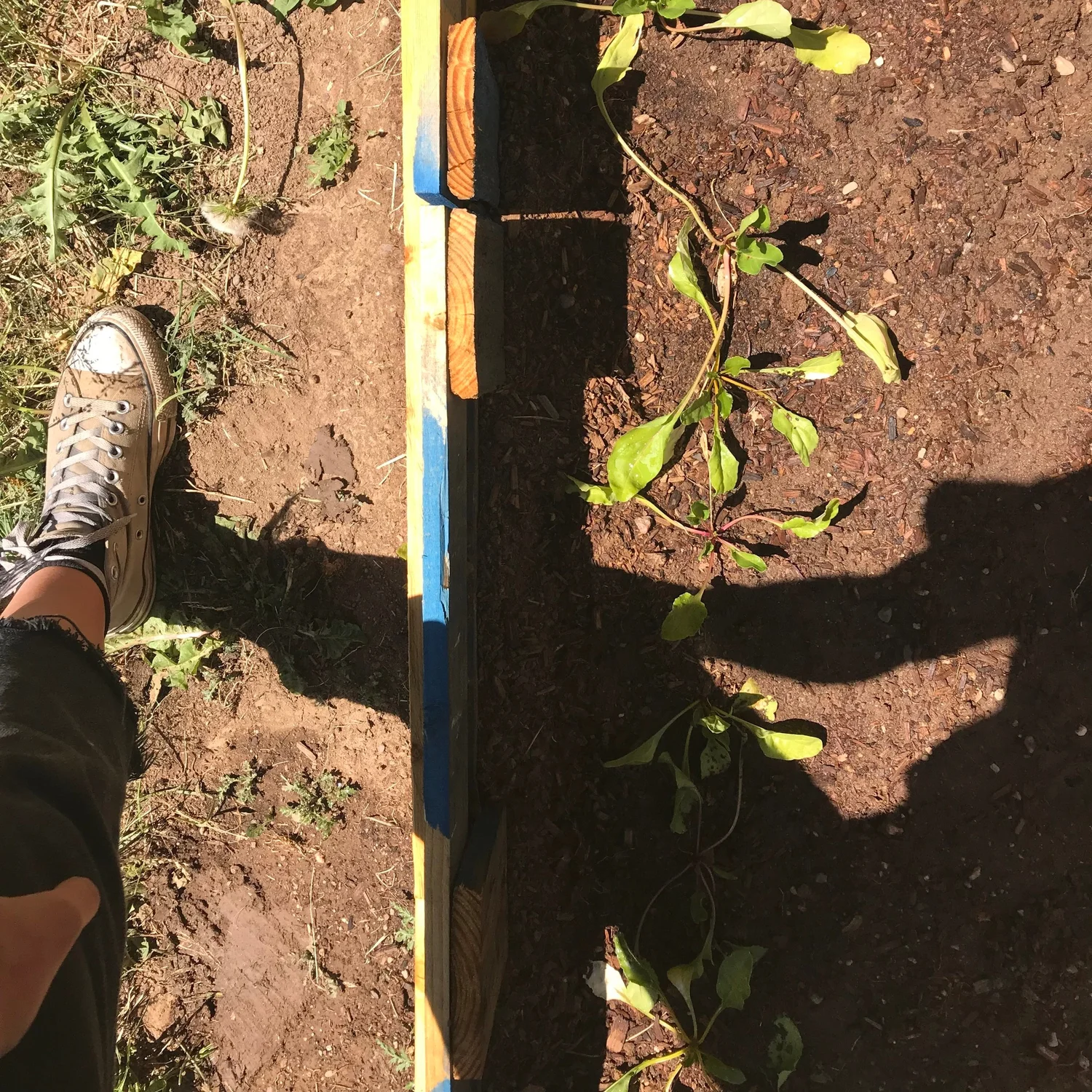 6 steps to planting a climate victory garden — Stone Pier Press