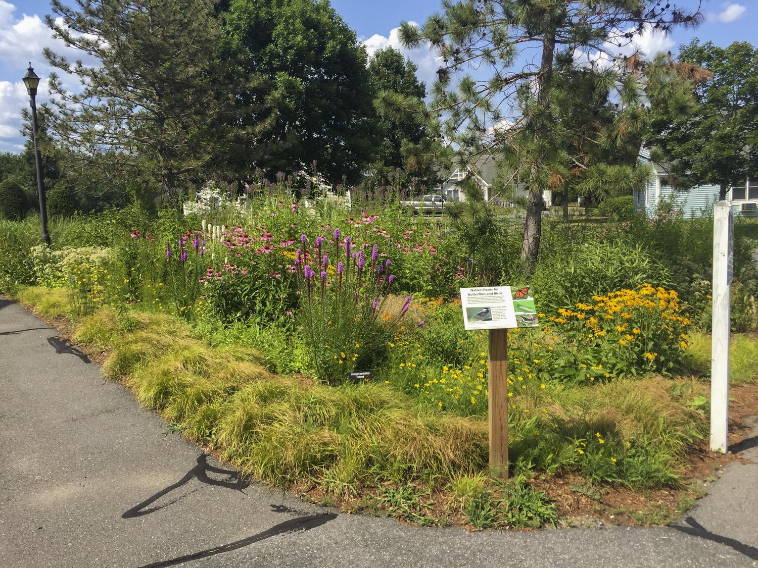 Lawns Into Meadows (a book excerpt) — Stone Pier Press