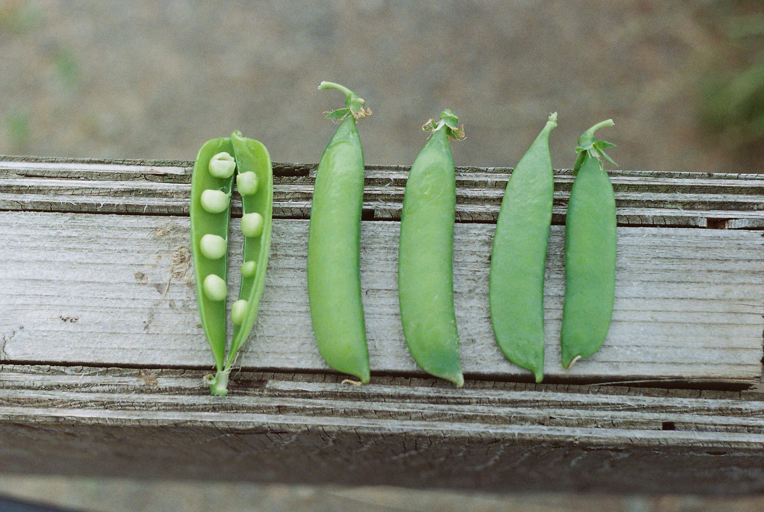 Growing perennial foods — Stone Pier Press