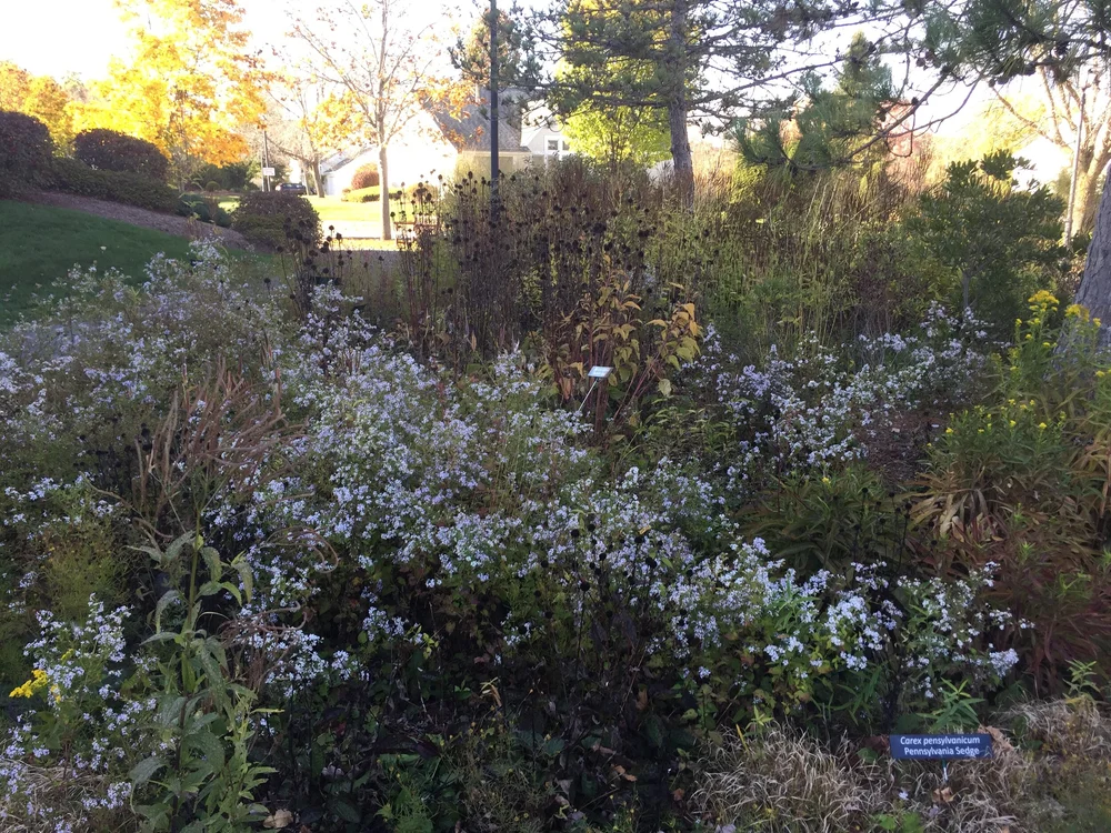 Planting a meadow garden - before and after — Stone Pier Press