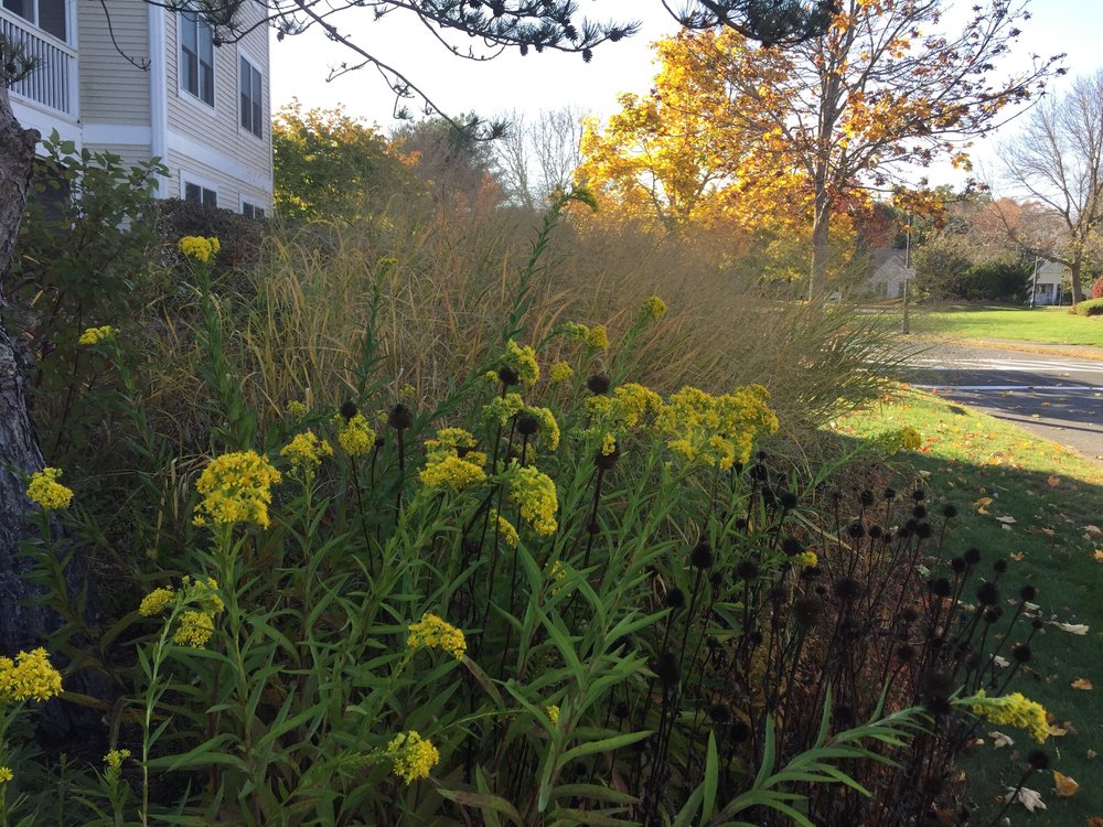 Planting a meadow garden - before and after — Stone Pier Press