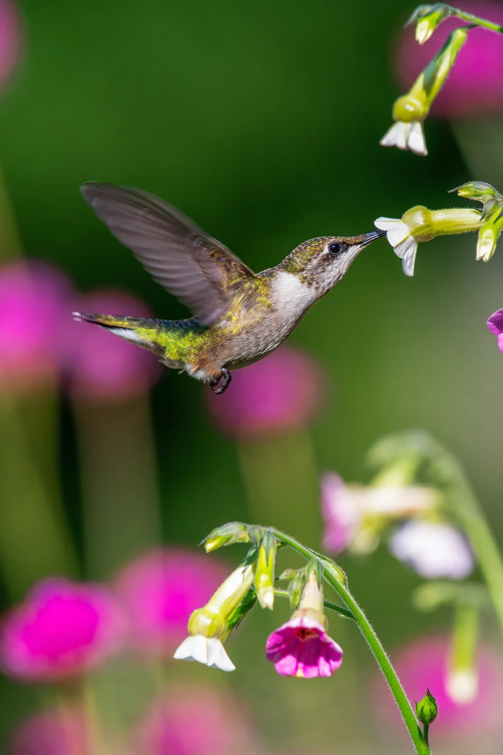 Top 8 Pollinators — Stone Pier Press