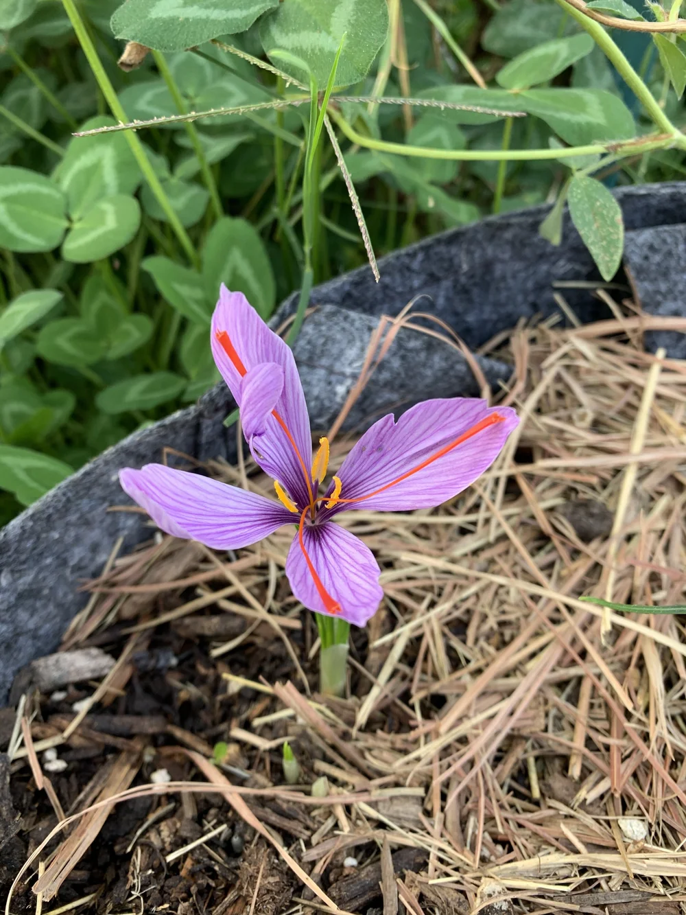 Grow your own spice cabinet — Stone Pier Press