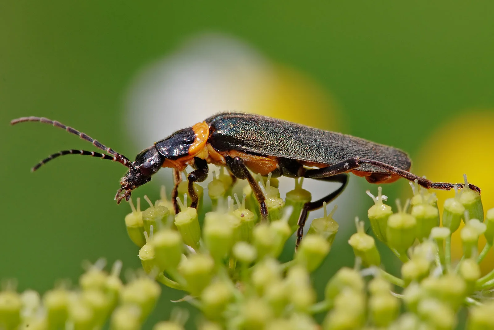 Top 8 Pollinators — Stone Pier Press
