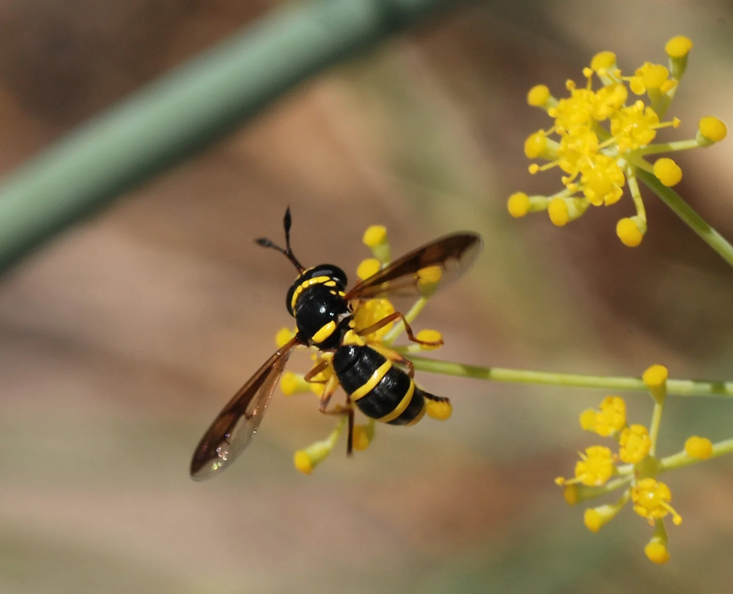 Top 8 Pollinators — Stone Pier Press