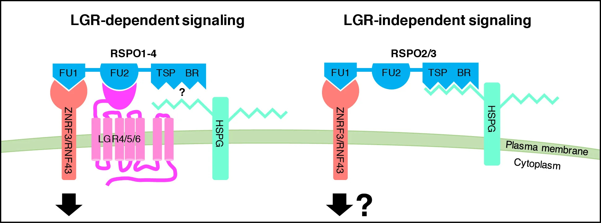 R-spondins can potentiate WNT signaling without LGRs! — rohatgi lab