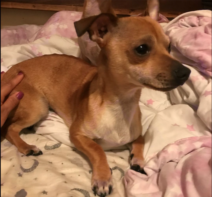 Miniature Pinscher Pekingese Mix