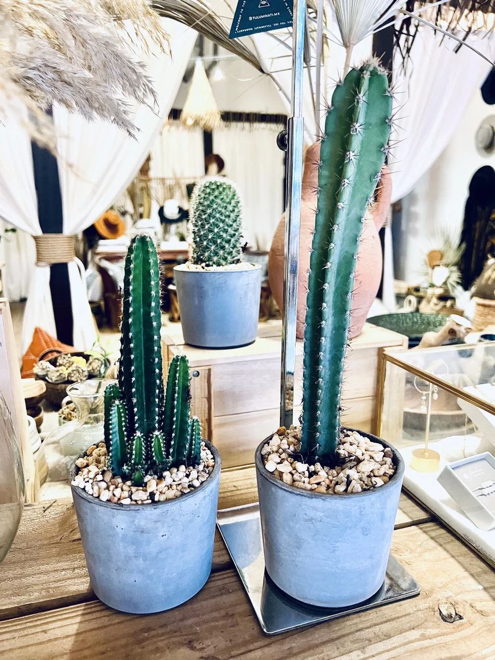 Potted Cactus Ideas