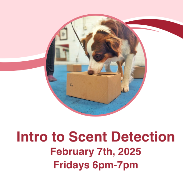Intro to Scent Detection, February 7th — Dog Behaviour Training: Dogs ...