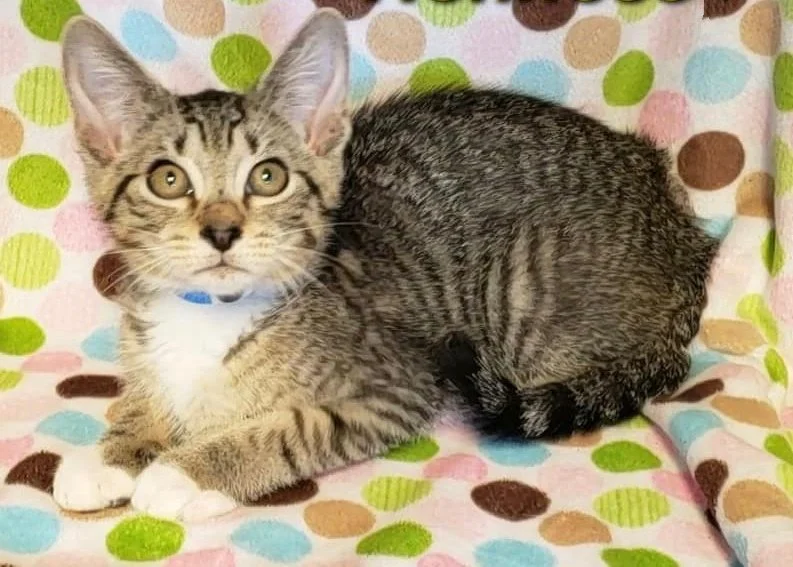 Classic Tabby Bengal Mix