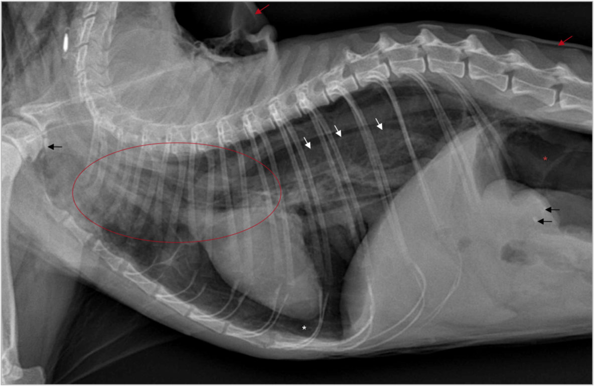 ROTURA TRAQUEAL POR INTUBACIÓN EN GATOS — Díez Bru TAC Veterinario Madrid
