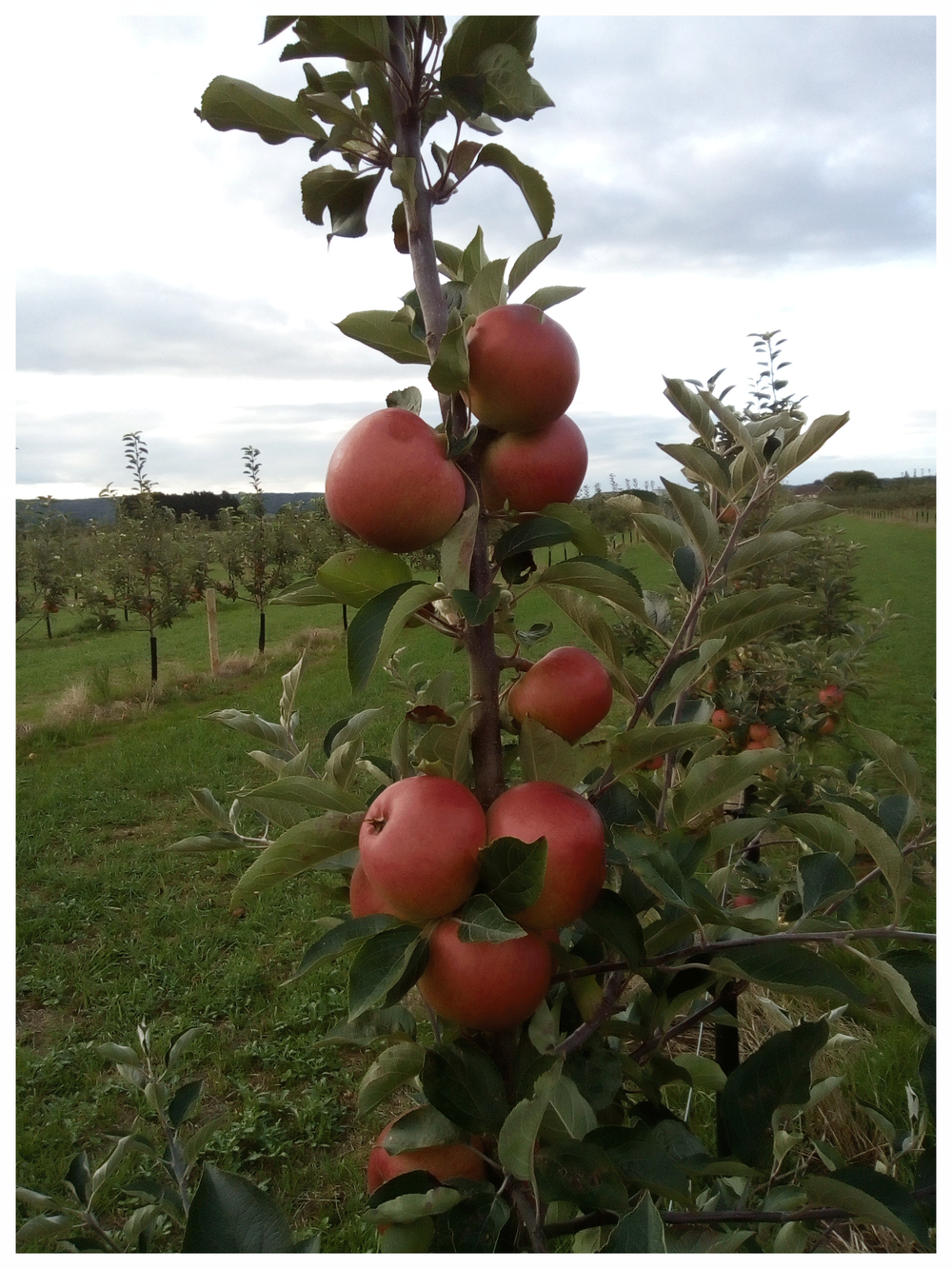 Somerset cider maker based near Middlezoy. Come and try the cider in ...