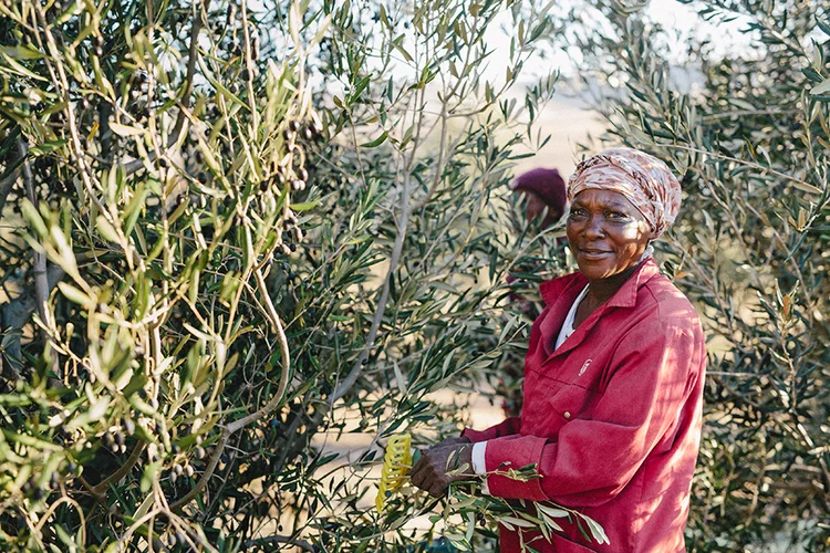 Table Olives of South Africa — EVOOSA