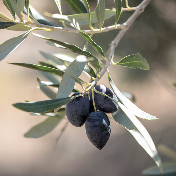 Table Olives of South Africa — EVOOSA